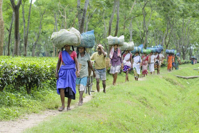 Assam’s tea plantation workers: Why are they in the news | IDR