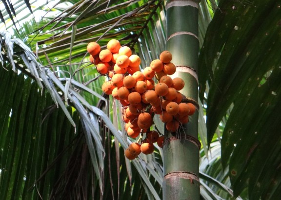 Why do farmers grow the groundwater-guzzling areca nut? | IDR