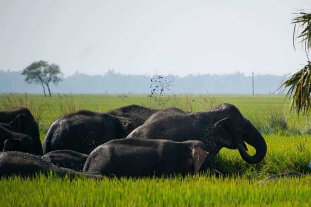 Elephants decide the crop for farmers near Manas National Park | IDR