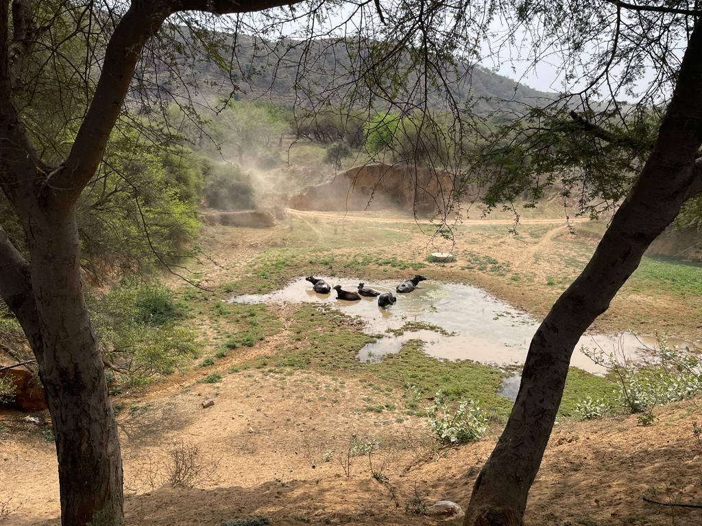 Collective memory protects a forest in Rajasthan | IDR