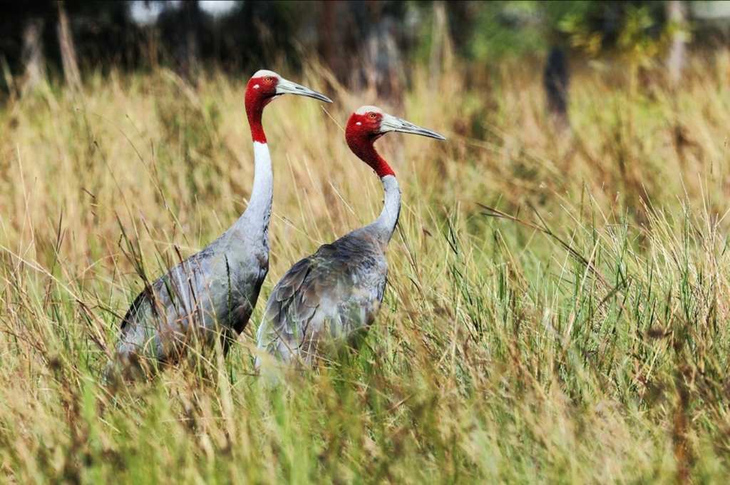 Bird's eye: How the Sarus crane is adapting to climate change | IDR