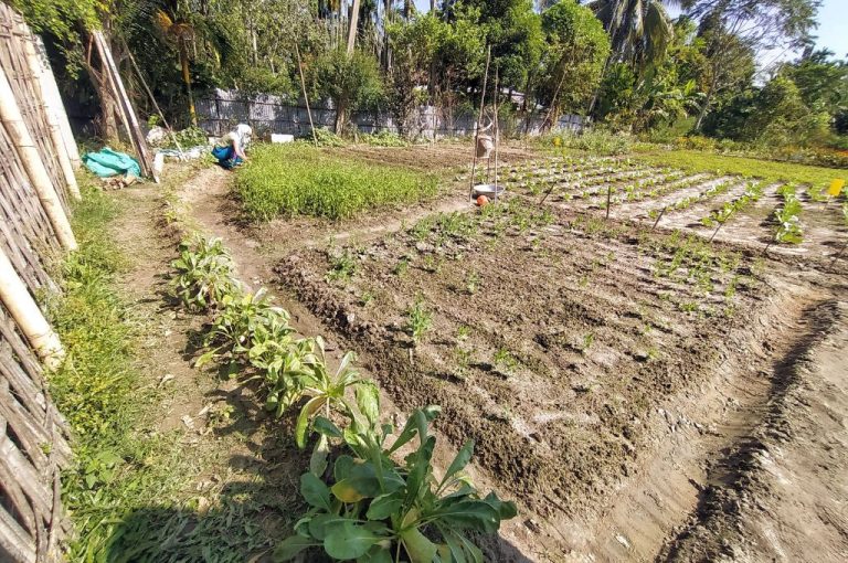 Challenges facing agriculture in rural Tripura | IDR